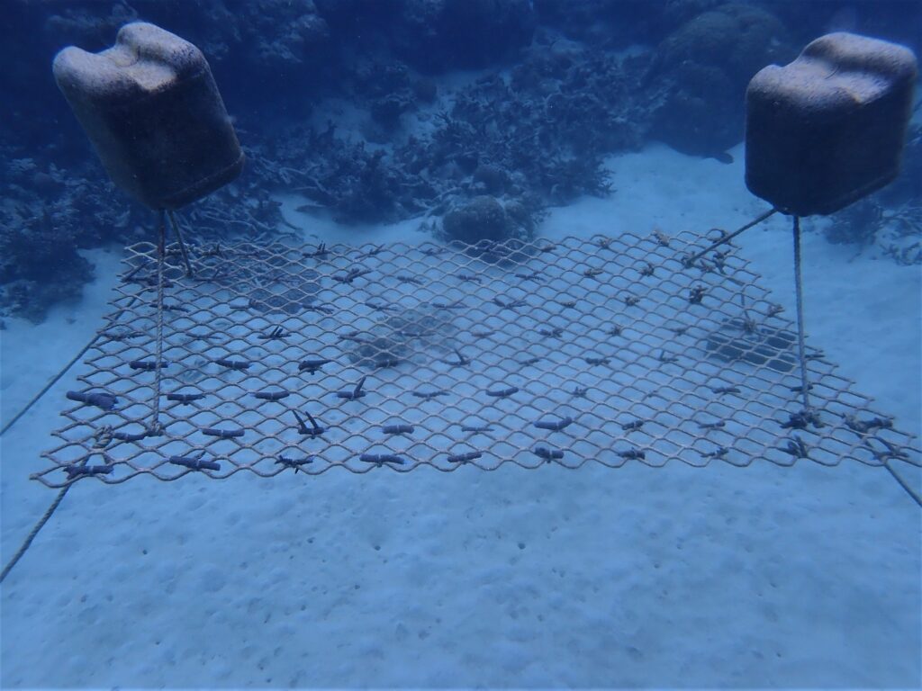 Going under Down Under - conservation & The Great Barrier Reef - Grand ...